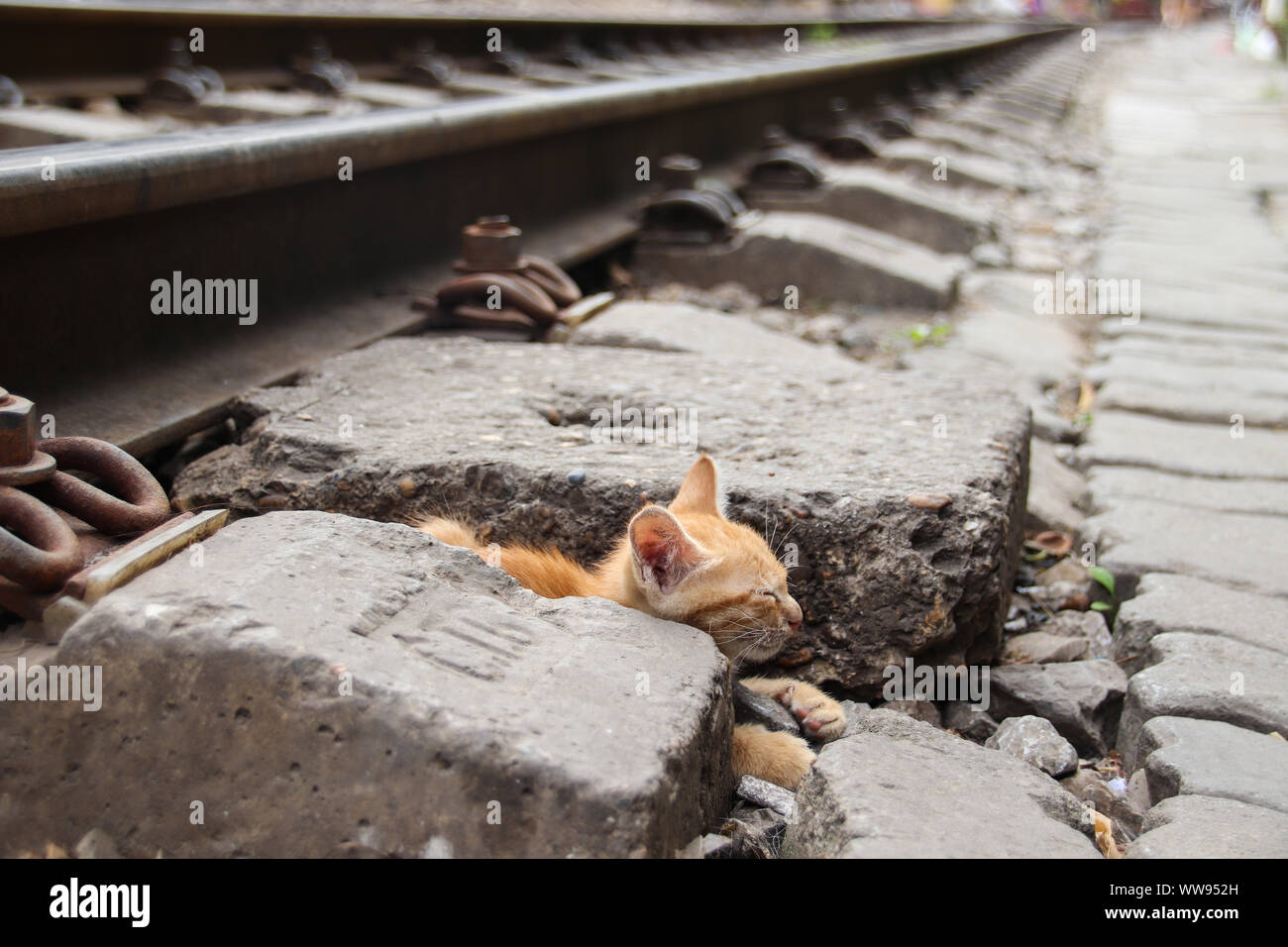 A stray ginger kitten spotted at a train railway track in Hanoi ...