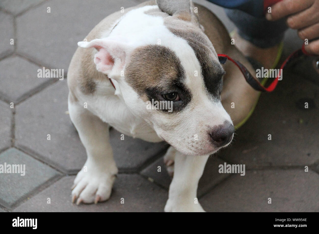 Cute staffordshire bull terrier dog hi-res stock photography and images ...