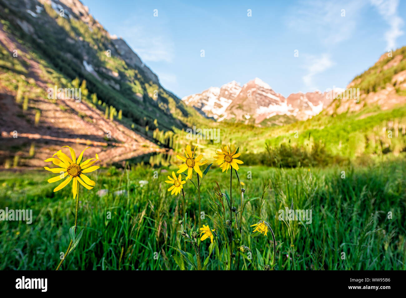 Aspen bloom hi-res stock photography and images - Alamy