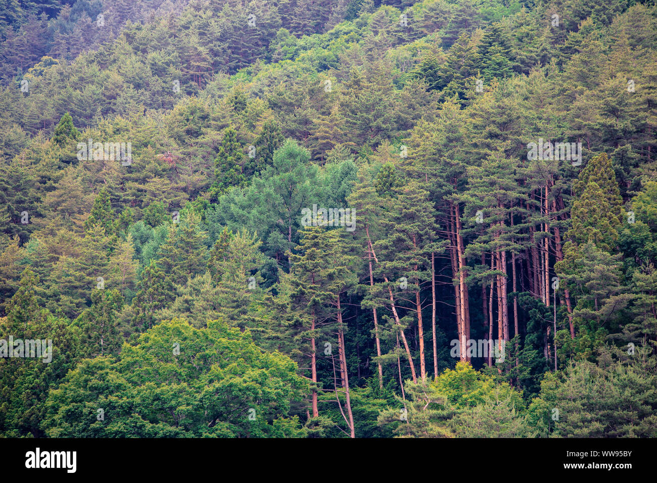 Pine Tree Forest Japan High Resolution Stock Photography and Images - Alamy