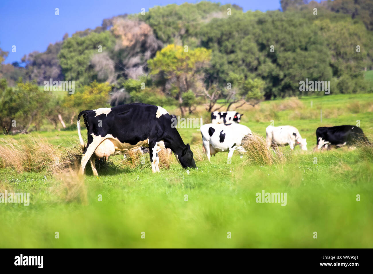 Livestock heard of cow and cattle grazing in countryside green pasture ...