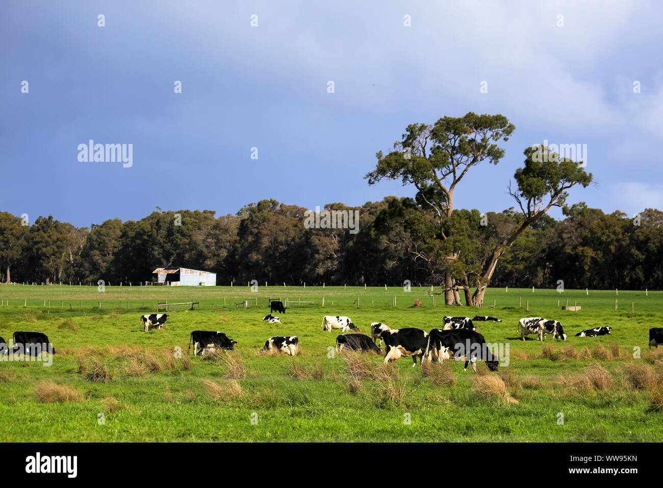 Livestock heard of cow and cattle grazing in countryside green pasture ...