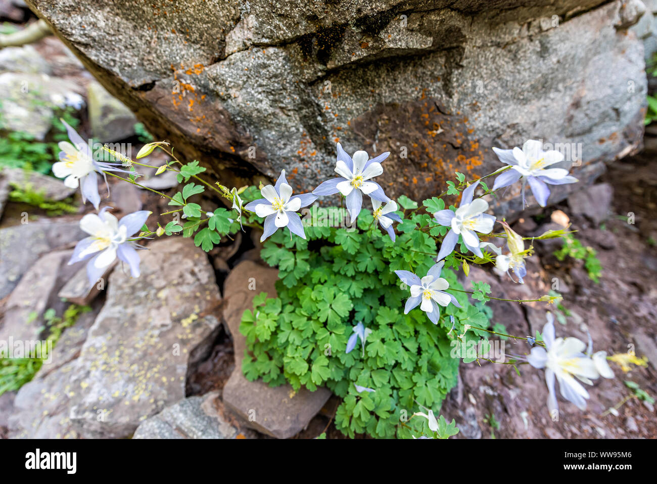 Group of white and blue columbine flowers wildflowers in Maroon Bells ...