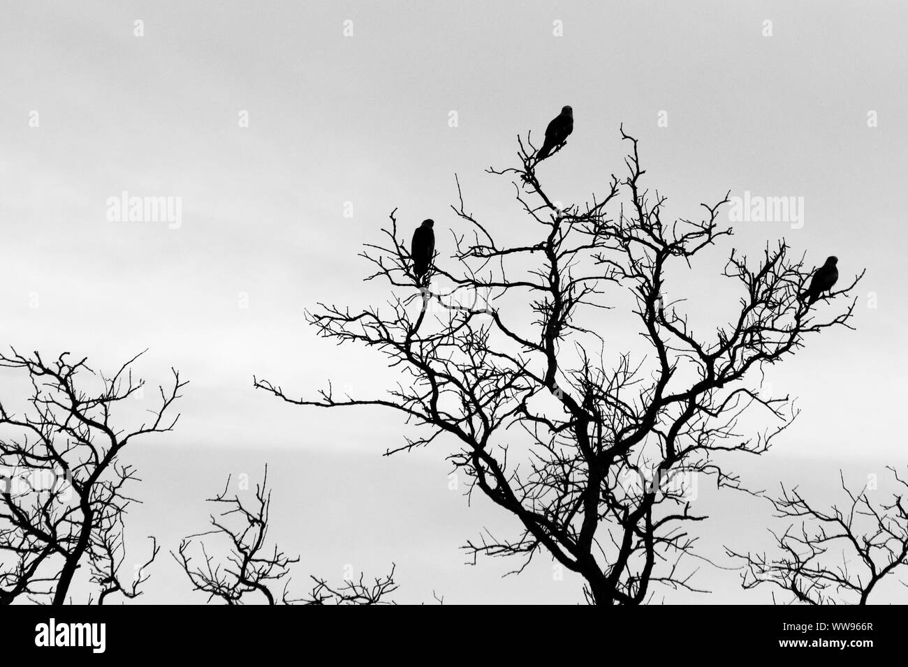 Eagle resting atop tree without leaves with gloomy weather in ...
