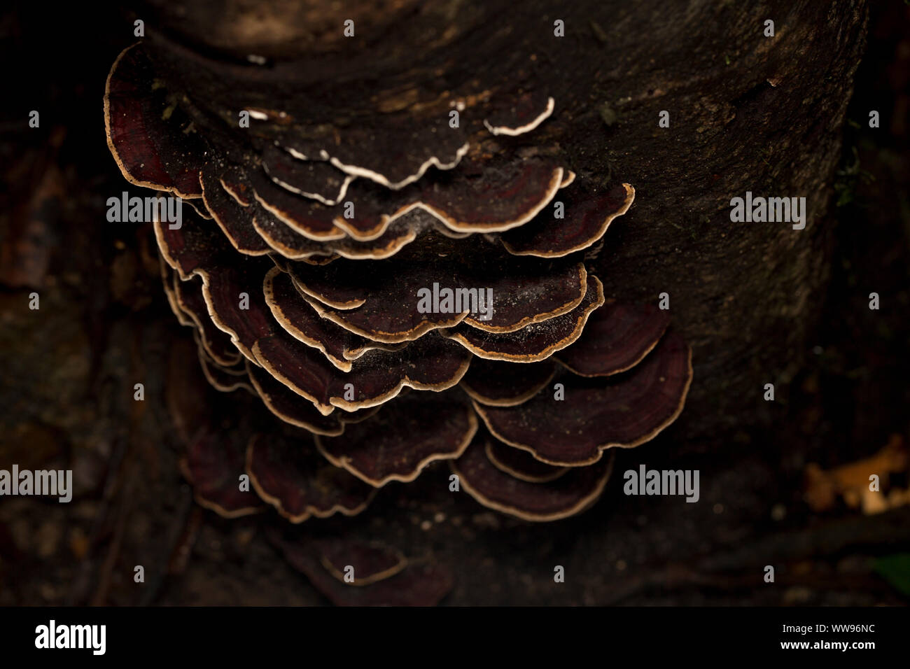 Light colored fringe mushroom looking fungus growing on tree dark bark ...