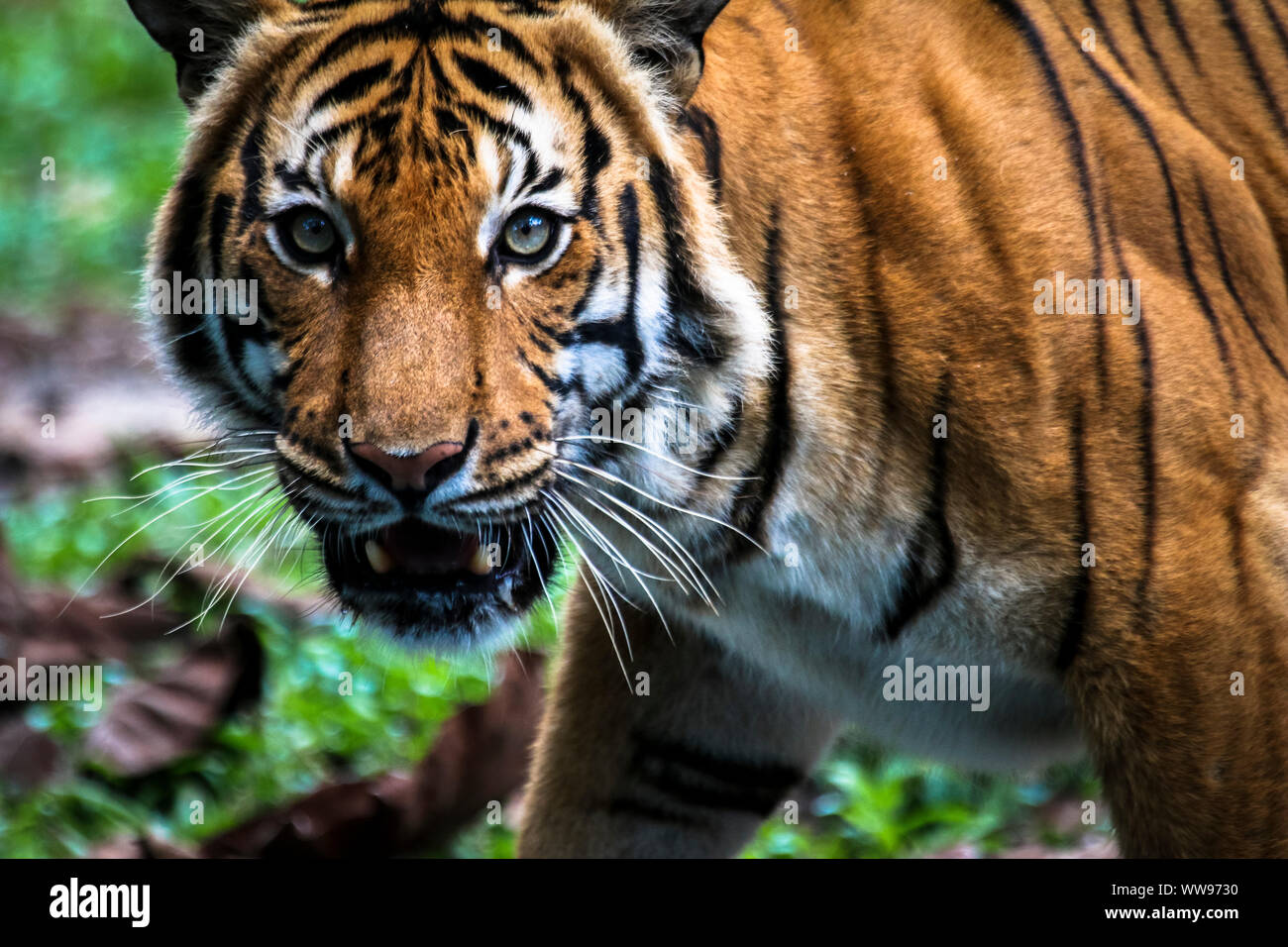 Close up of big feline wildcat Malayan tiger with beautiful stripe fur ...