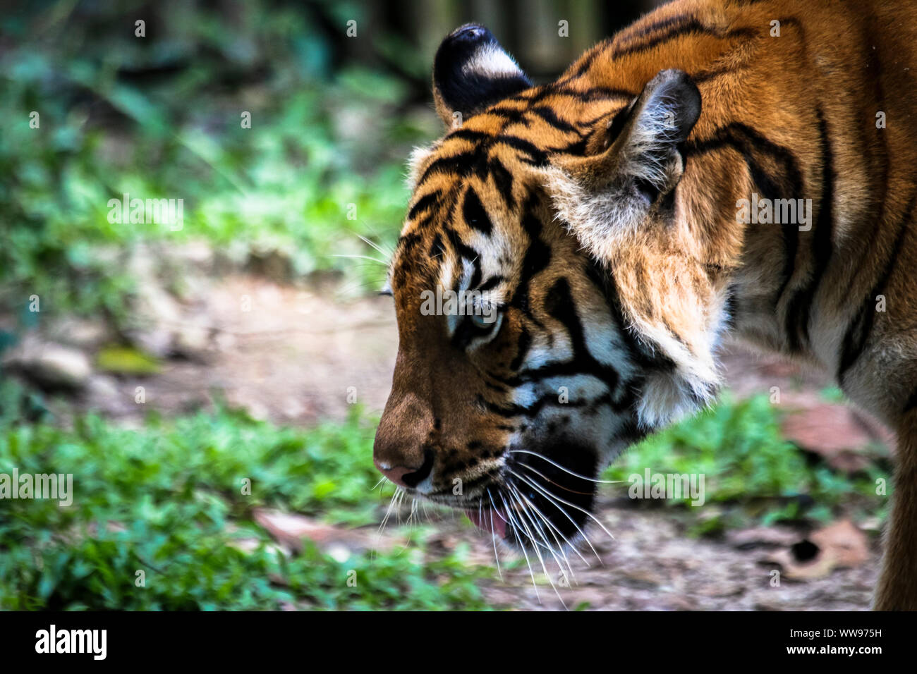Close up of big feline wildcat Malayan tiger with beautiful stripe fur ...