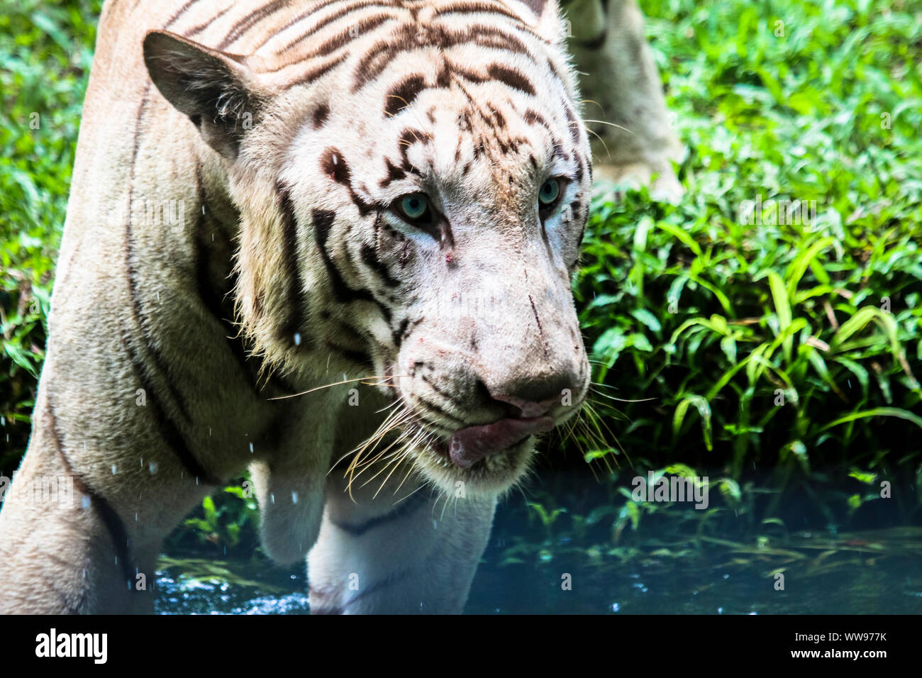Close up of big feline wildcat Malayan tiger with beautiful stripe fur ...