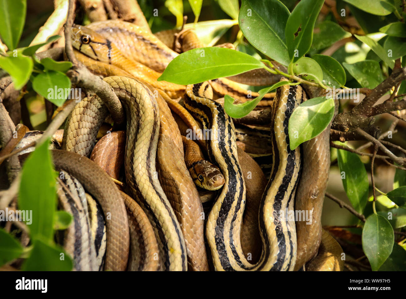 Mating ball of snakes hi-res stock photography and images - Alamy