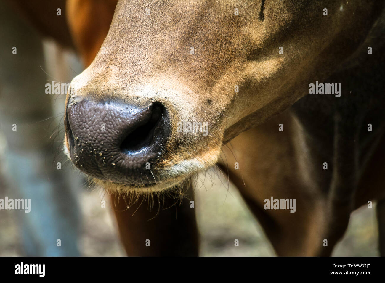 Portrait and detail close up of mammal farm cow livestock head Stock ...