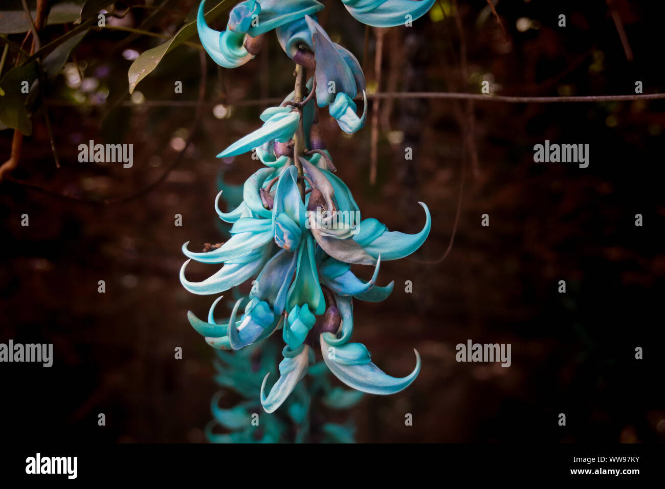 Strongylodon macrobotrys, commonly known as jade vine, emerald vine or ...