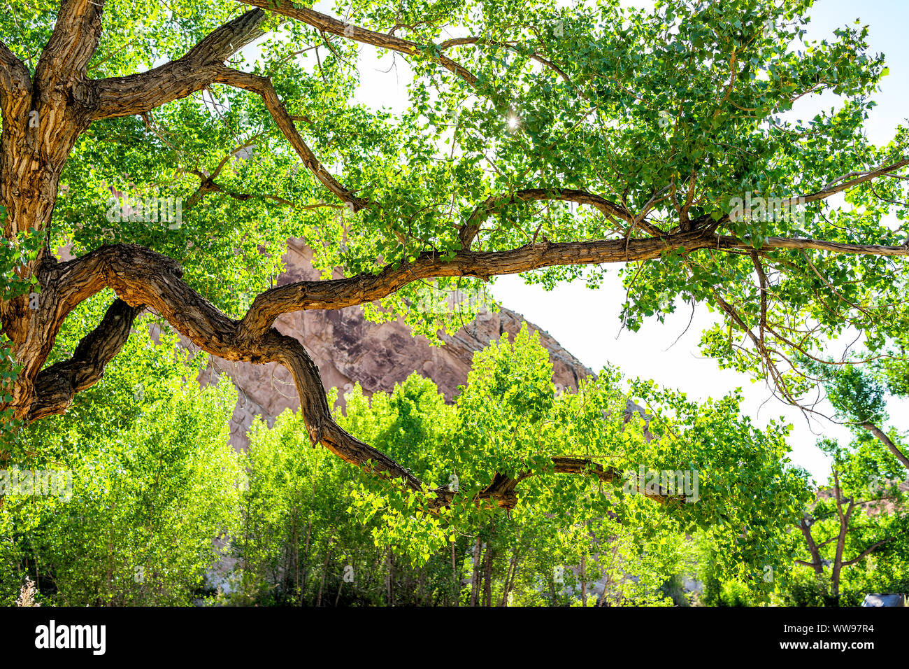 View of green tree from Desert Voices Nature Trail and Split Mountain ...