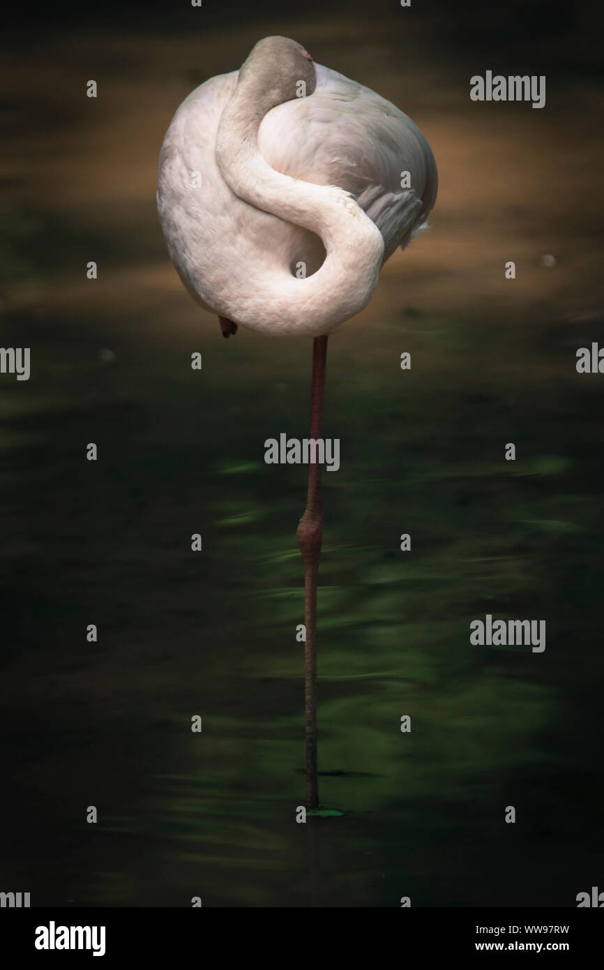 Wildlife portraiture close up view of pink flamingo with long legs ...