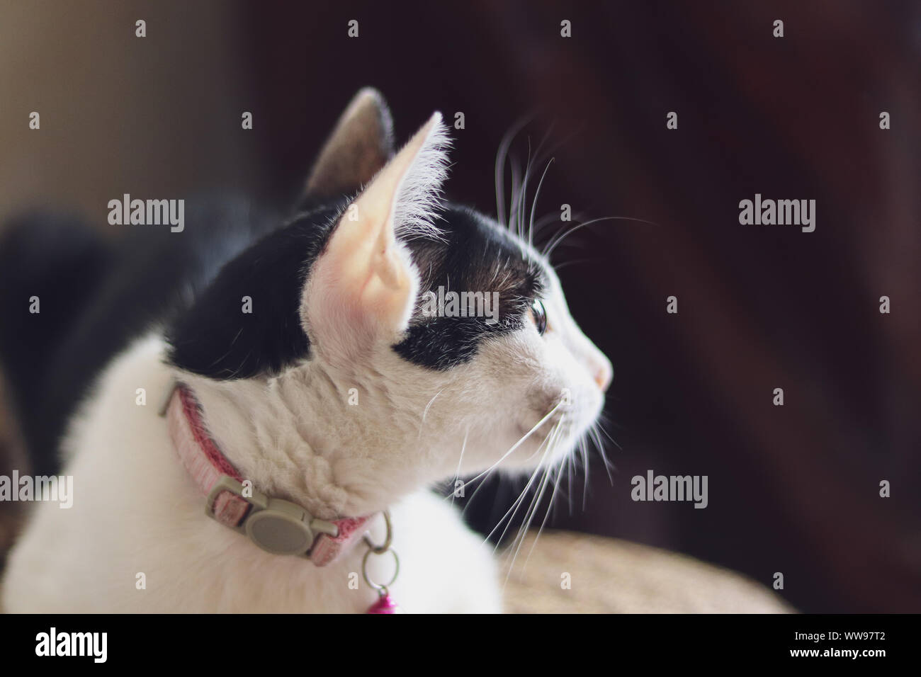 Cute tuxedo pet cat side view looking towards the soft light from a ...