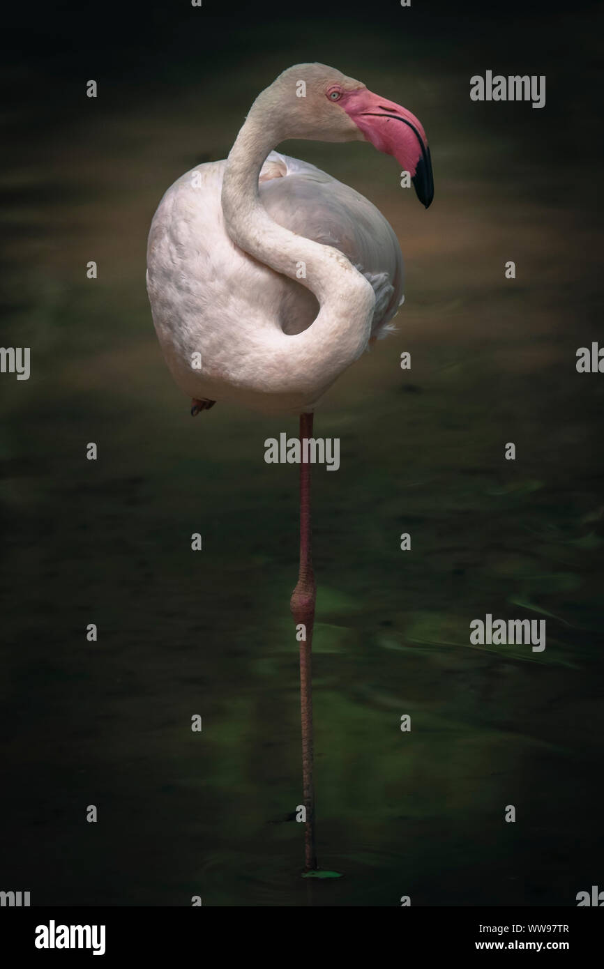 Wildlife portraiture close up view of pink flamingo with long legs ...
