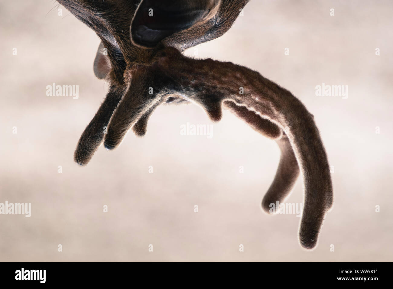 Wildlife portraiture close up view of deer horn shown upside down Stock ...