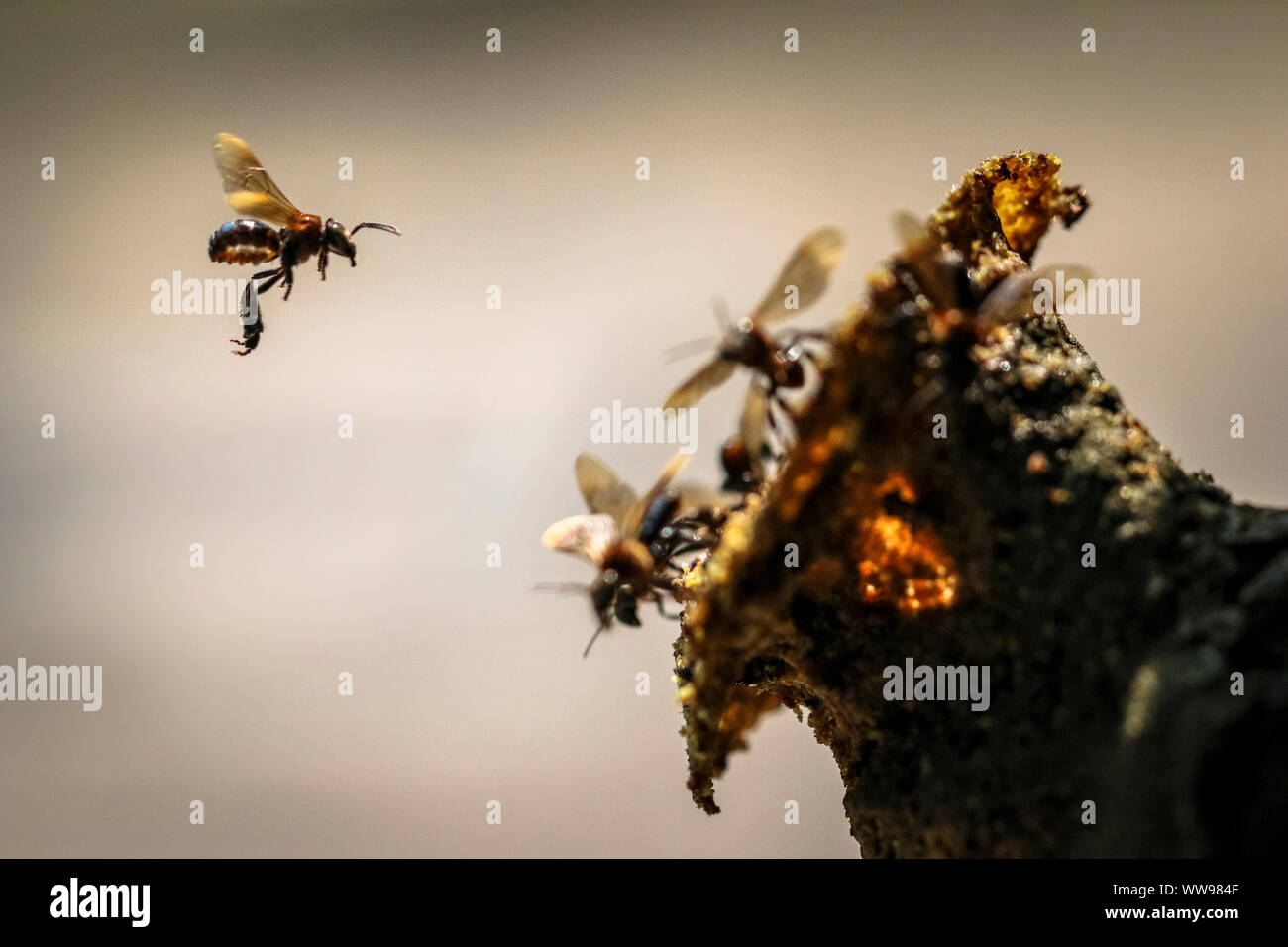 Wildlife portraiture close up view of honey bee flying towards nest ...