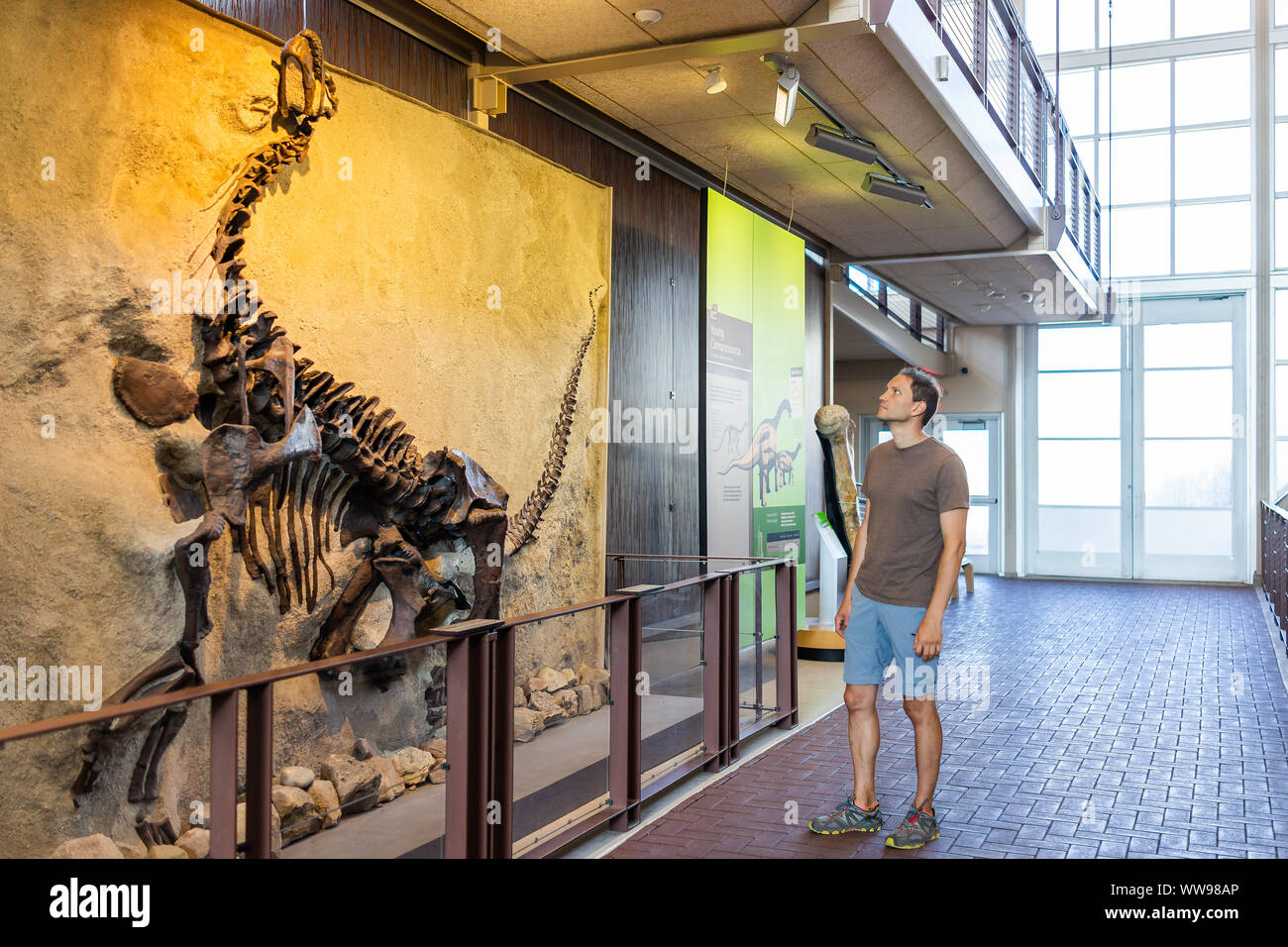 Jensen, USA - July 23, 2019: Skeleton in Quarry visitor center exhibit ...