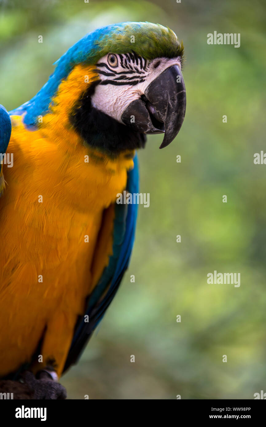 Tropical exotic macaw parrot bird with bright vivid colorful feathers ...