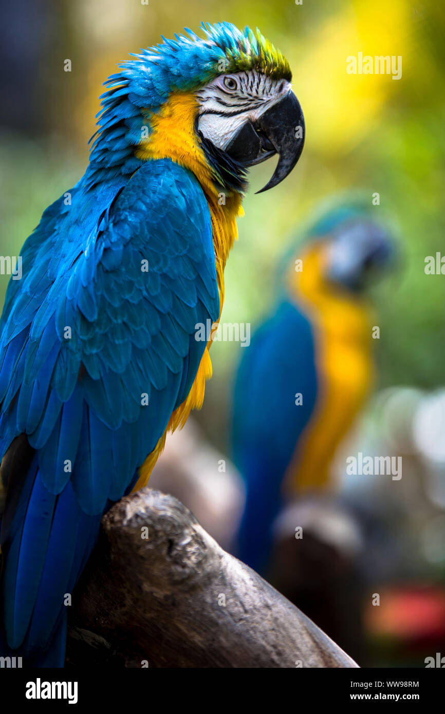 Tropical exotic macaw parrot bird with bright vivid colorful feathers ...