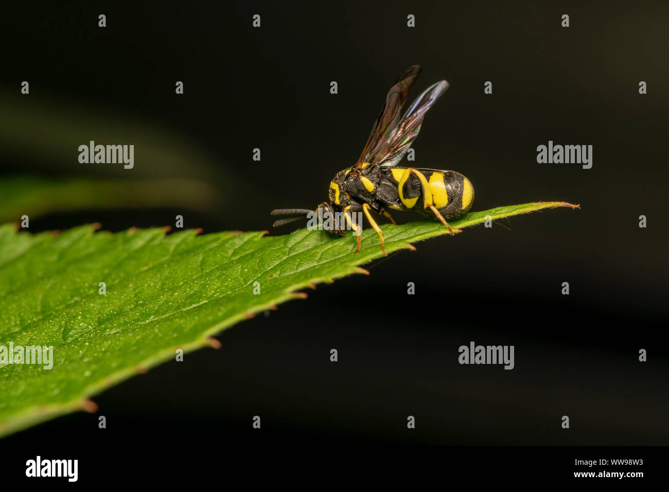 Parasitic wasps chalcidoidea hi-res stock photography and images - Alamy