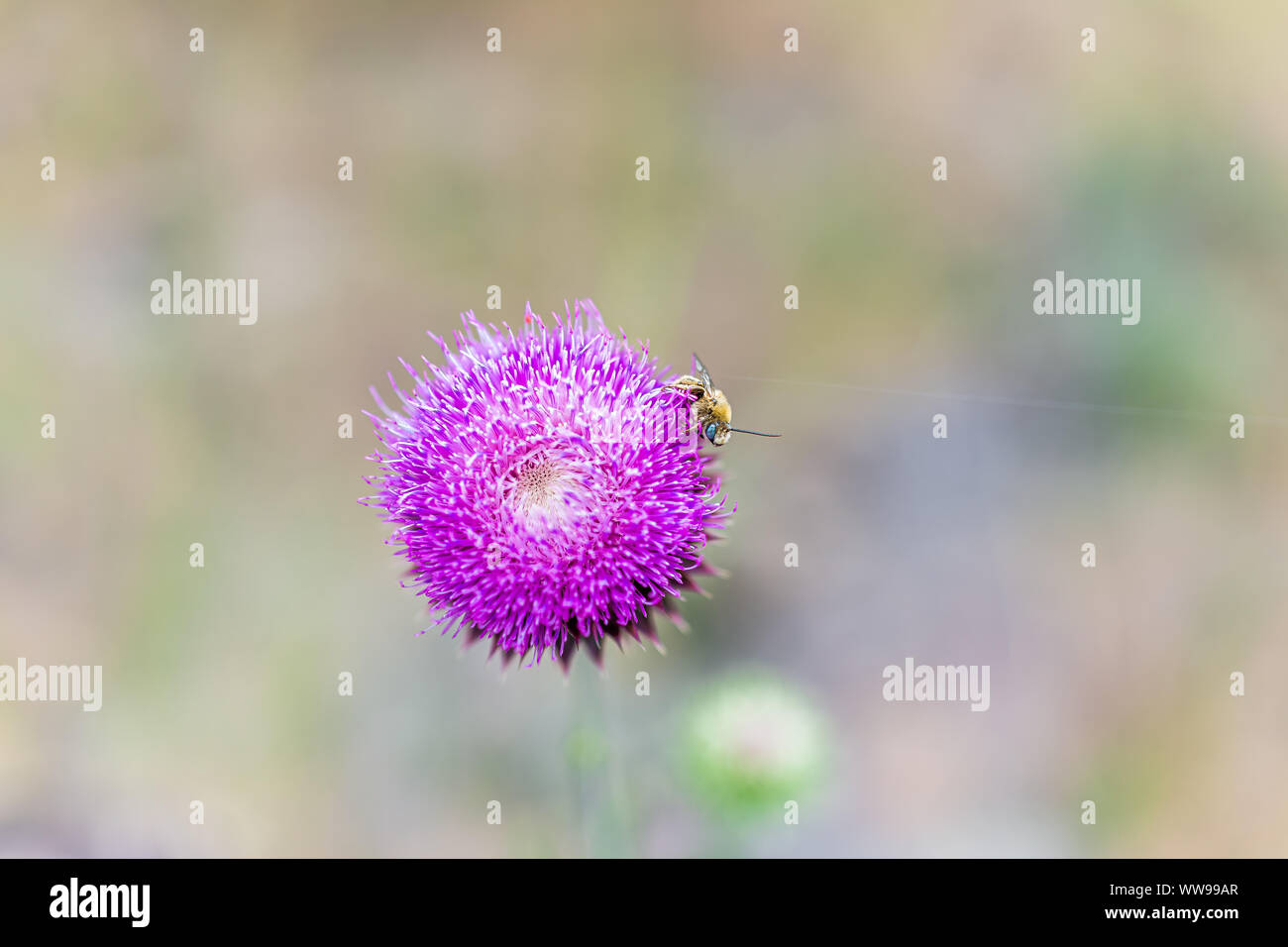 Macro flat top closeup view of pink thistle flower with bee in Canyon ...