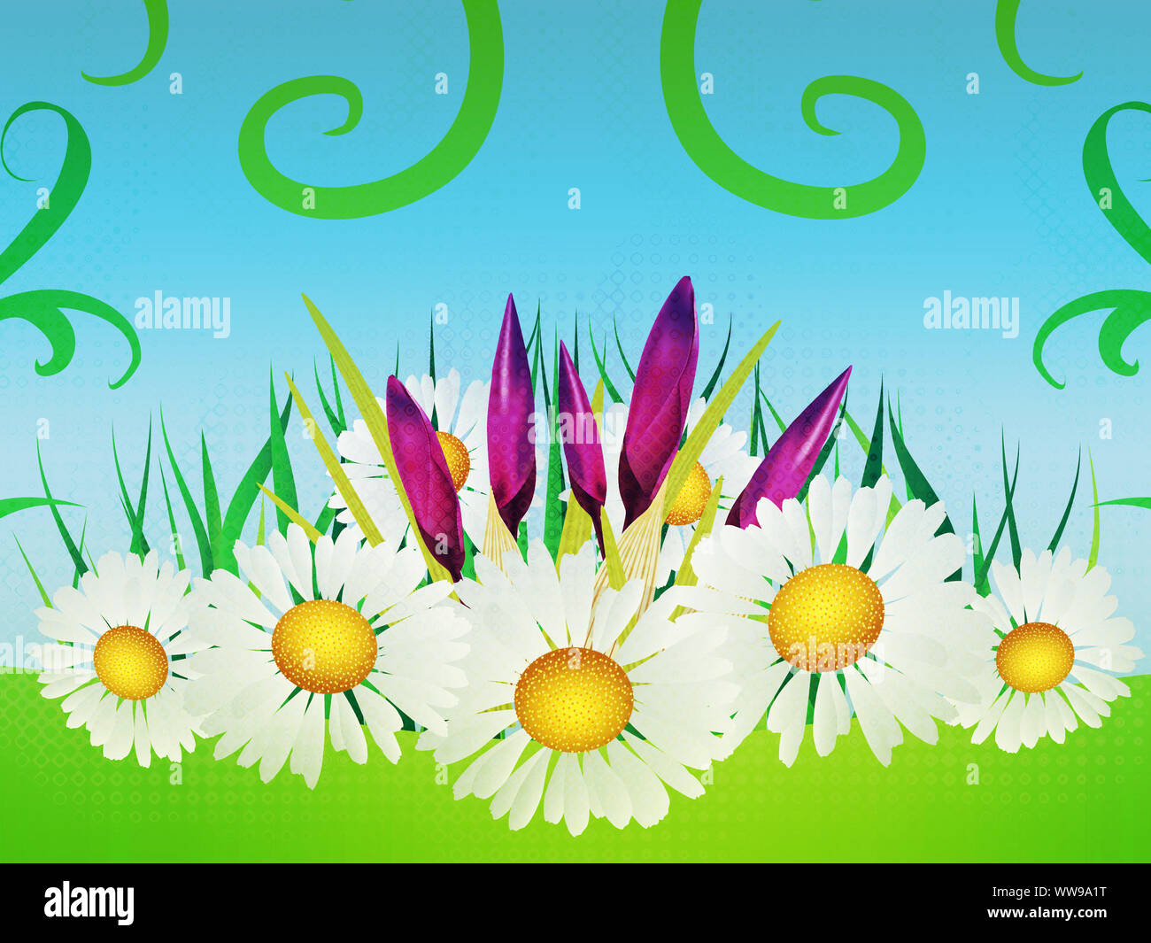 Spring background with purple crocus flowers and daisies Stock Photo ...
