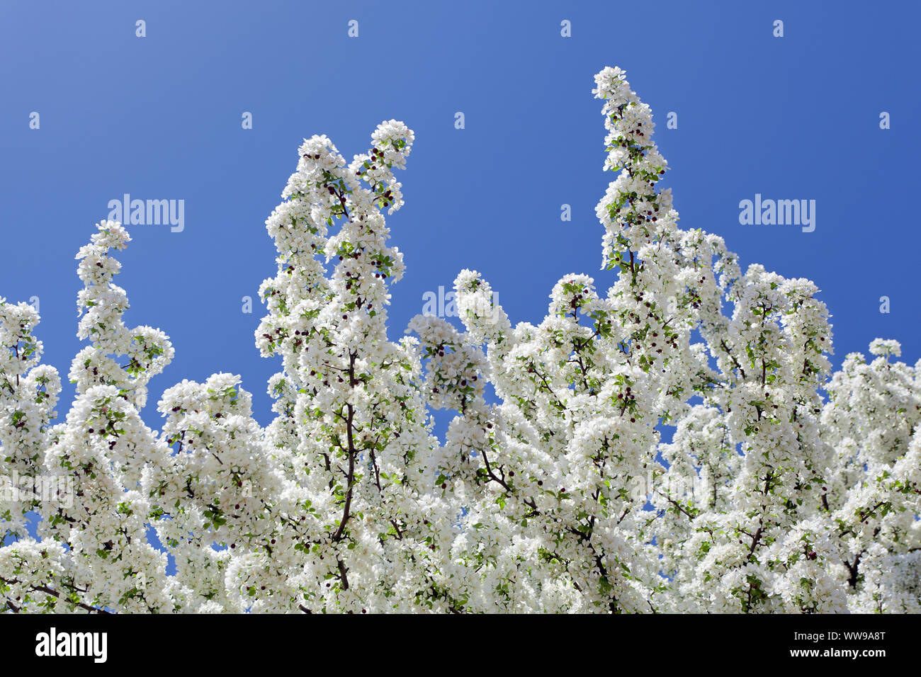 Historic Snake Alley; crookedest street in the world, in Burlington ...