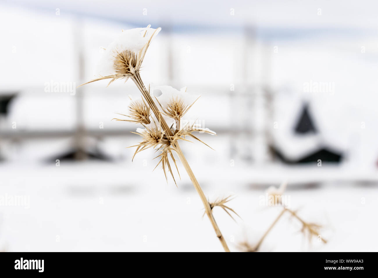 Snowed plants in ski resort of Sierra Nevada Stock Photo - Alamy