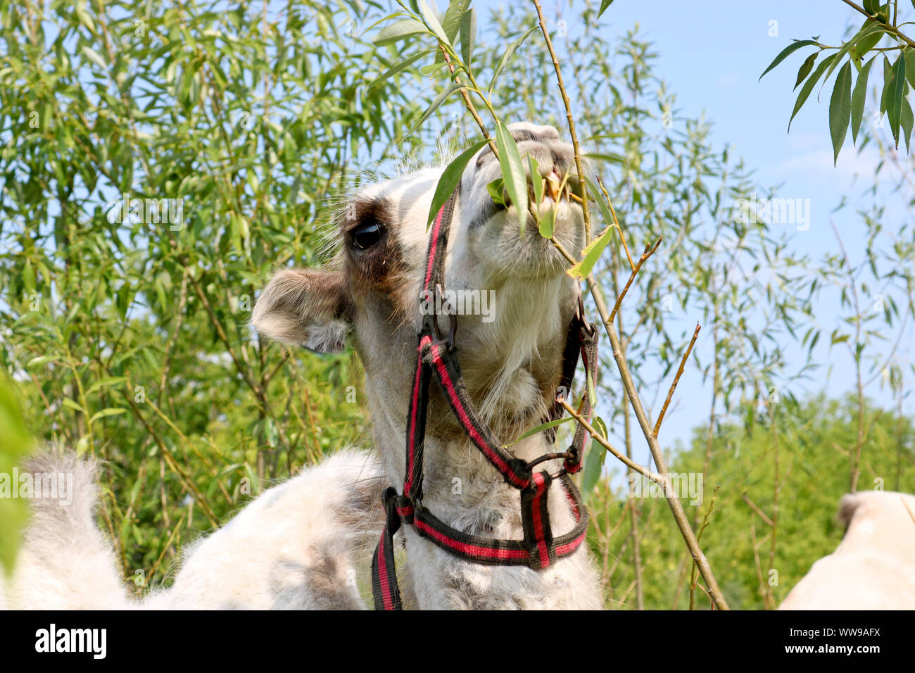 A young camel eating leaves from tree branches and squinting into the ...