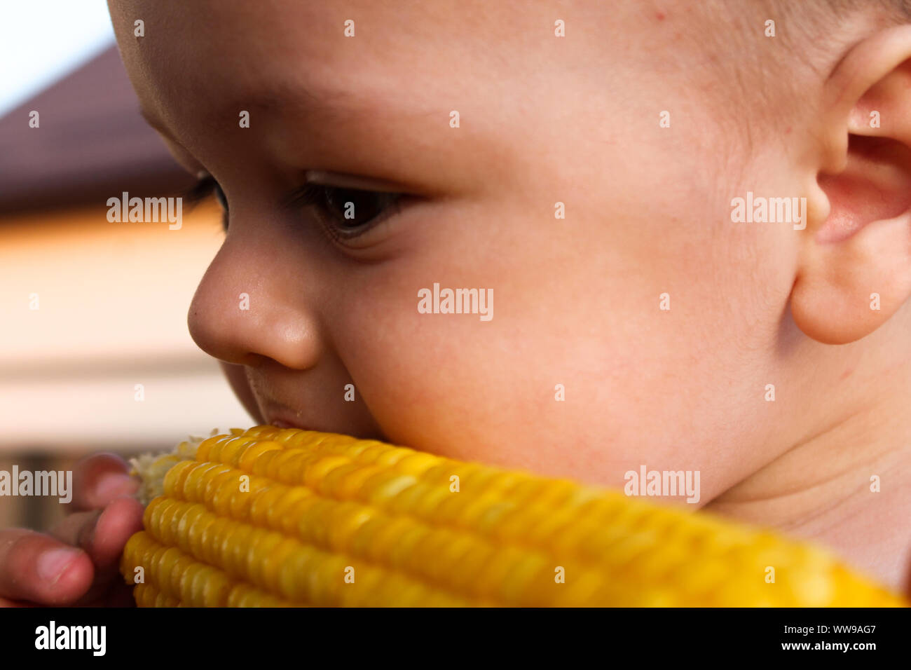 Small child eating buttered corn on the cob. Toddler biting shiny ...