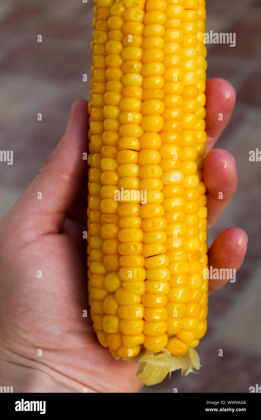 Bright yellow buttered corn cob in womans' hand. Closeup of shiny ...
