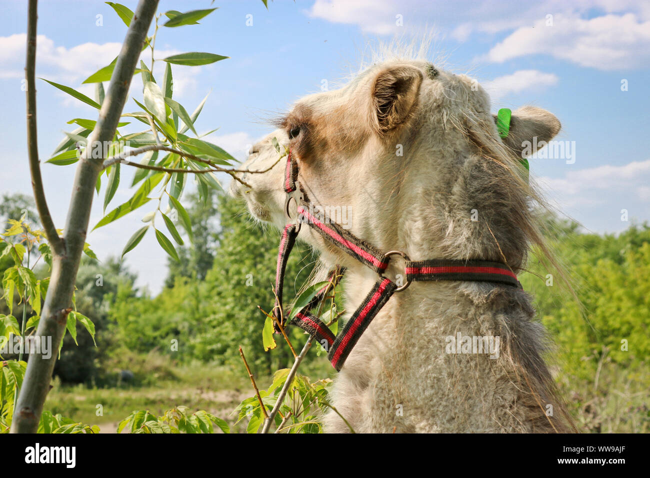 Camel eat leaves tree hi-res stock photography and images - Alamy