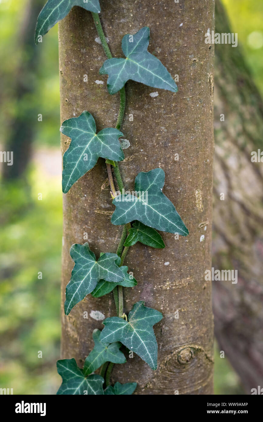 English ivy hedera helix hi-res stock photography and images - Alamy