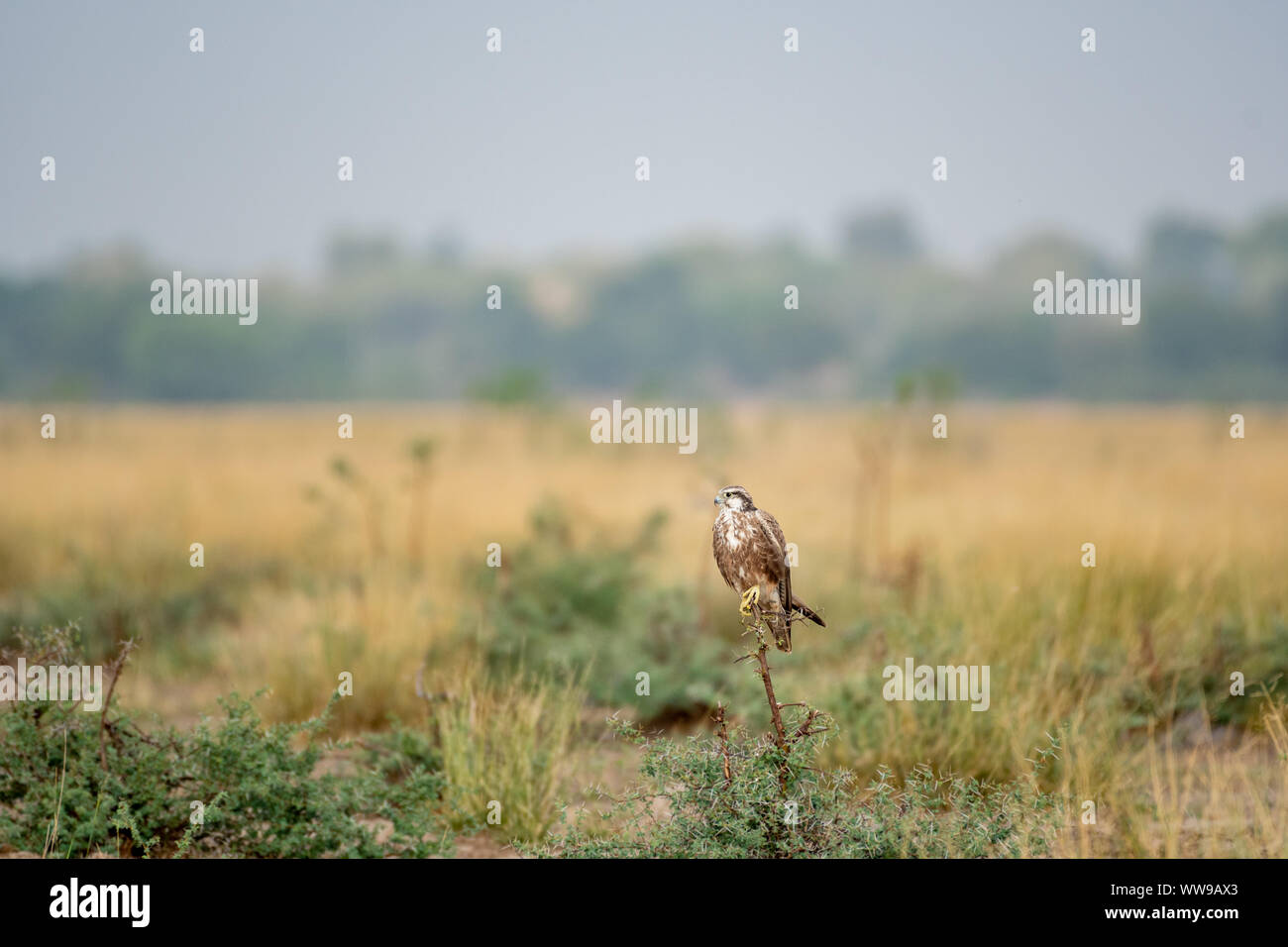 Angry Falcon High Resolution Stock Photography and Images - Alamy