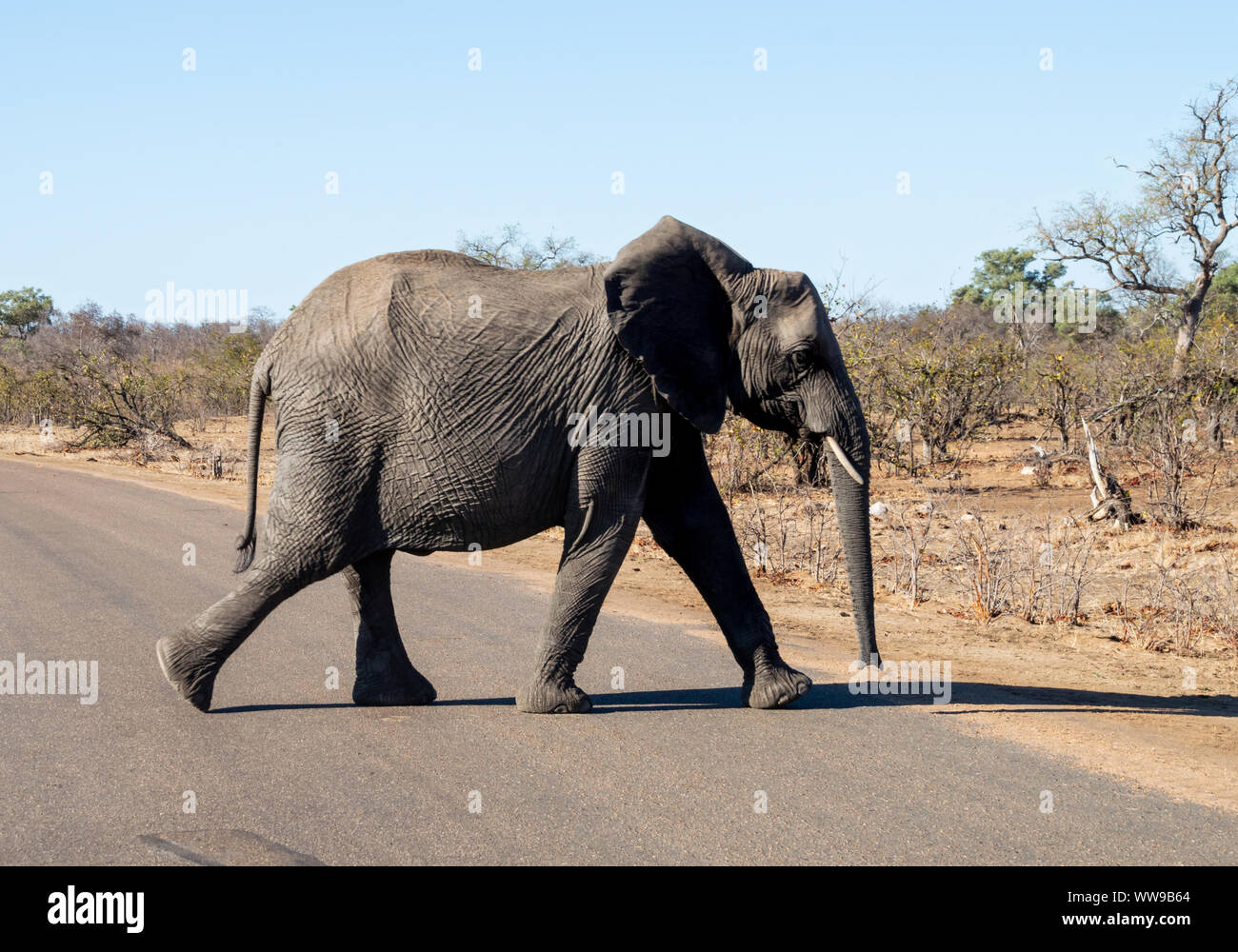An African Elephant crossing a dirt track in Southern African savannah ...