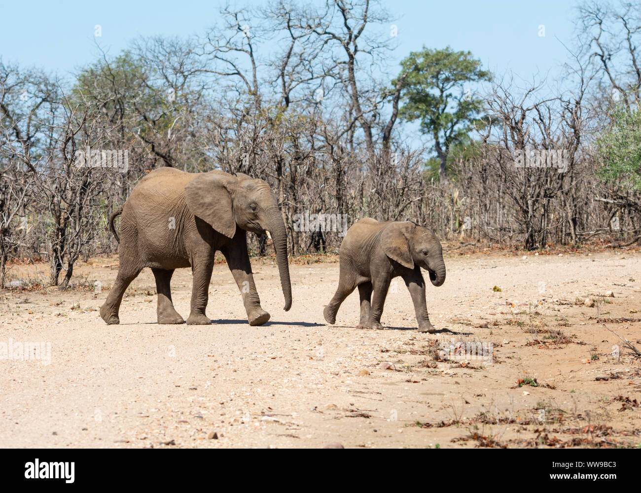 Elephant crossing a track hi-res stock photography and images - Alamy