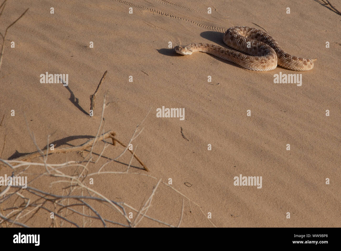 Arabian desert horned viper hi-res stock photography and images - Alamy