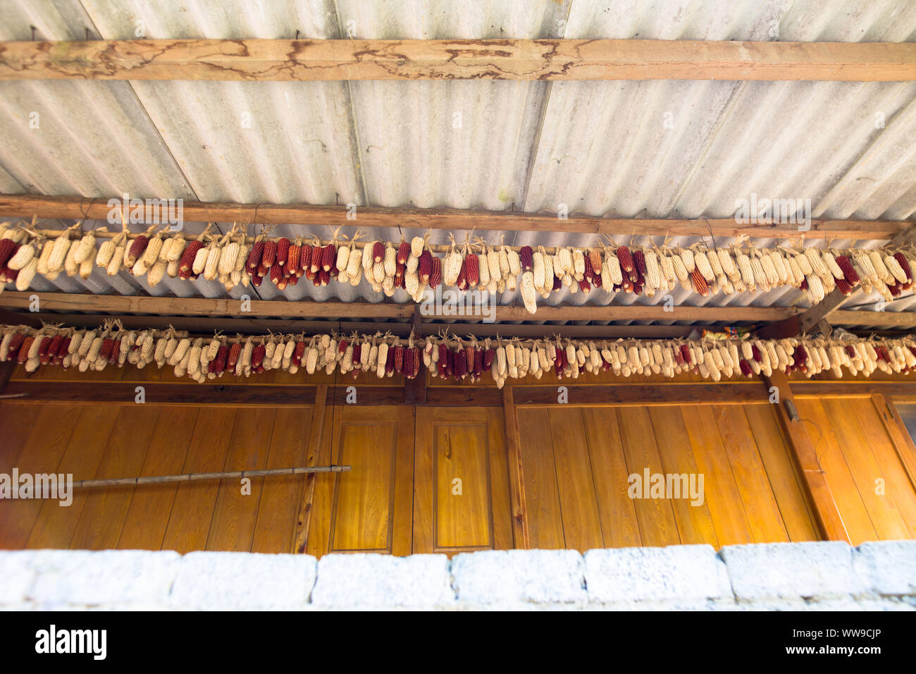 Golden sweet corn hanging to dry after harvested from farm in Sapa ...