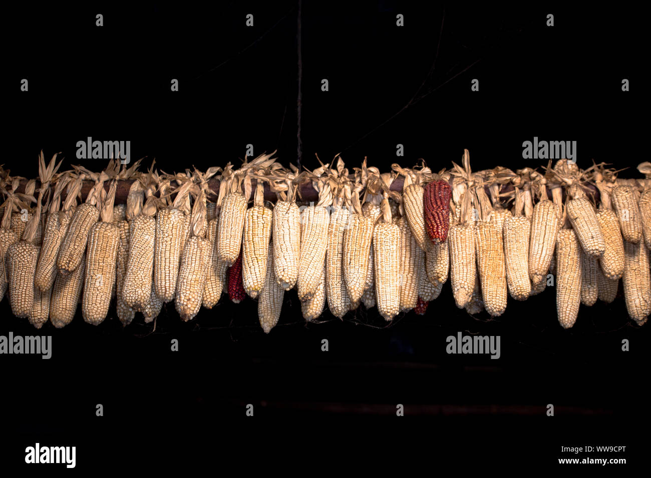 Golden sweet corn hanging to dry after harvested from farm in Sapa ...