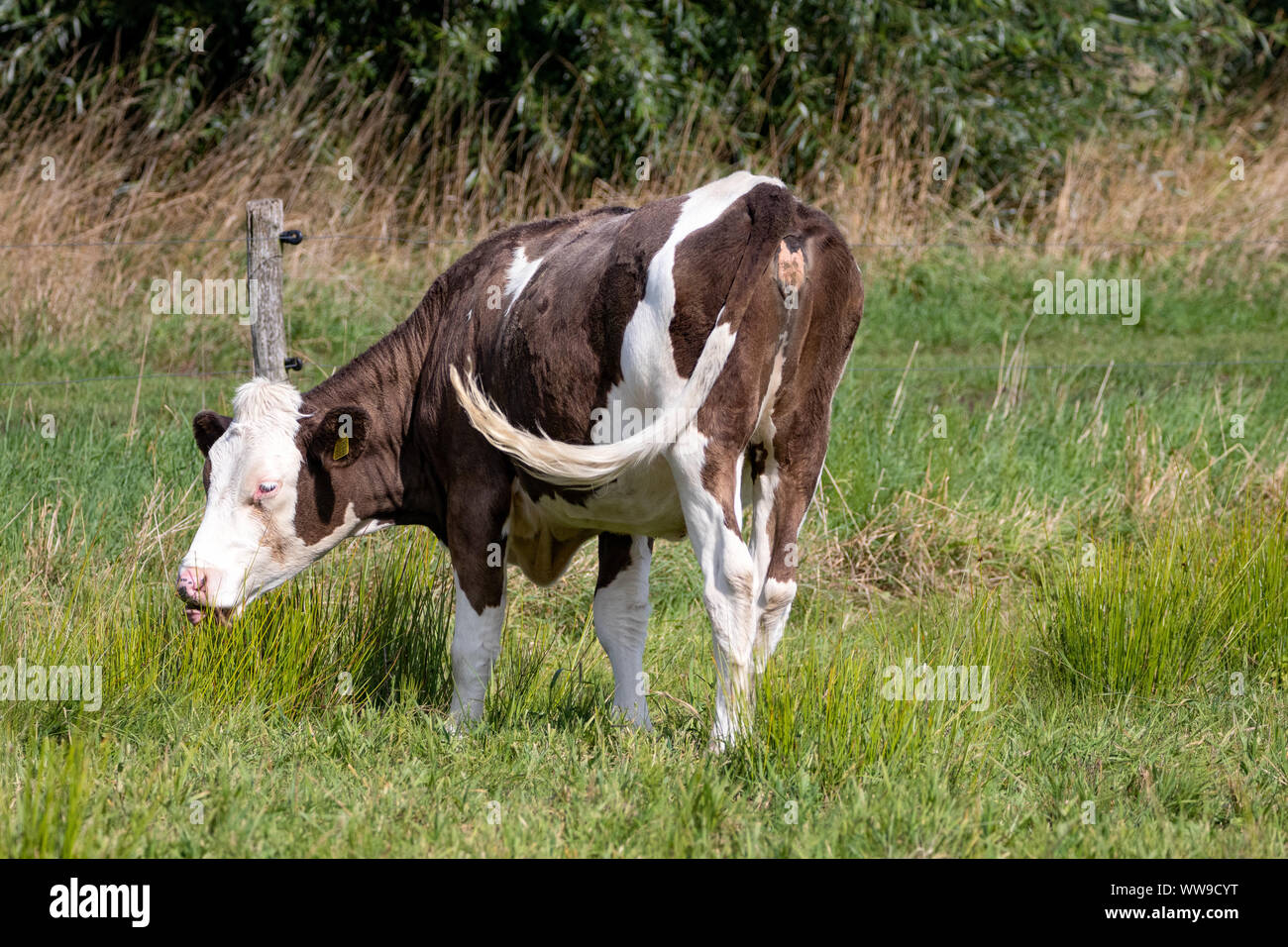 Grazing cow in green grass field Stock Photo - Alamy