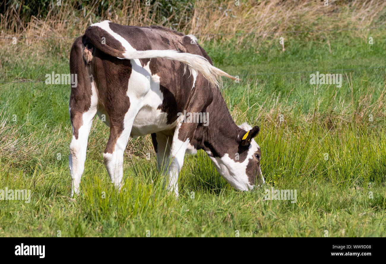 Grazing cow in green grass field Stock Photo - Alamy