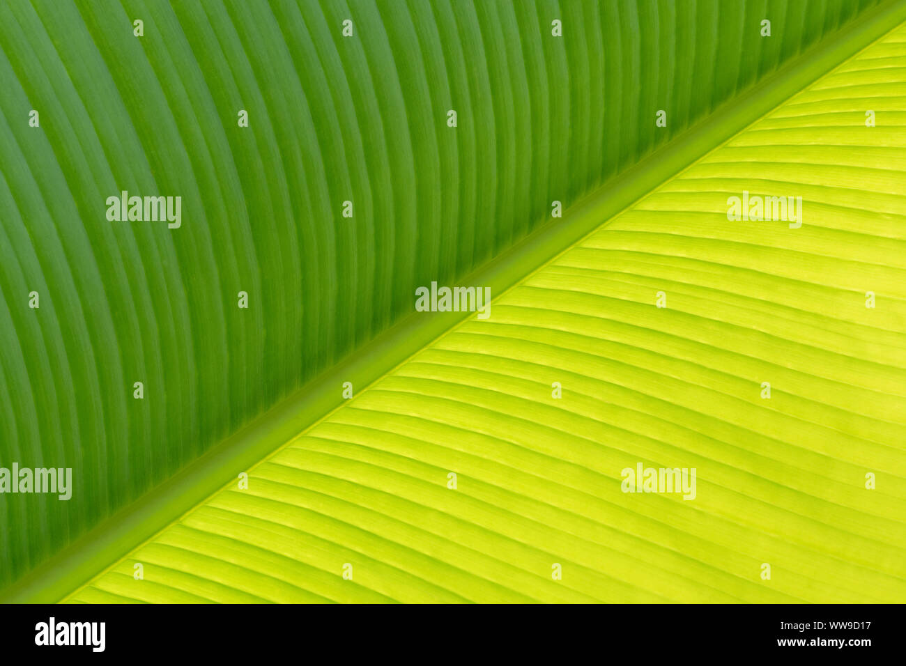 Pitagora tree hi-res stock photography and images - Alamy