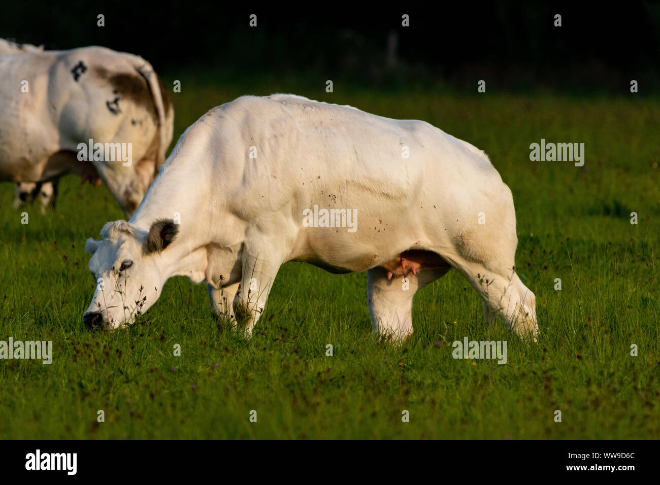 Muscled cow hi-res stock photography and images - Alamy