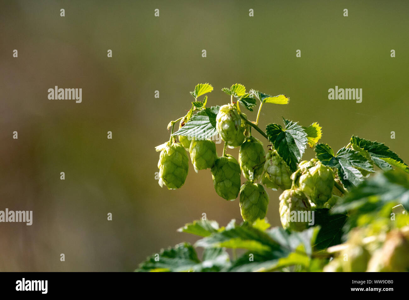 Wild hops plant in agricultural field Stock Photo - Alamy