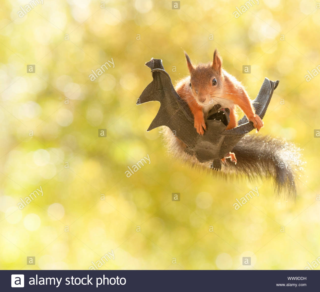 Bat Animal Cute Stock Photos & Bat Animal Cute Stock Images - Alamy