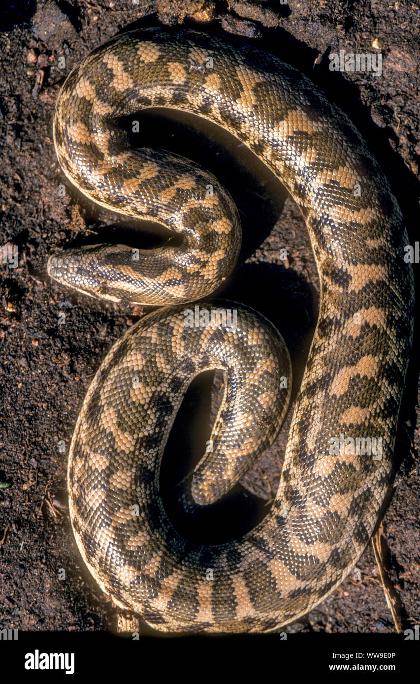 javelin sand boa (Eryx jaculus jaculus Stock Photo - Alamy