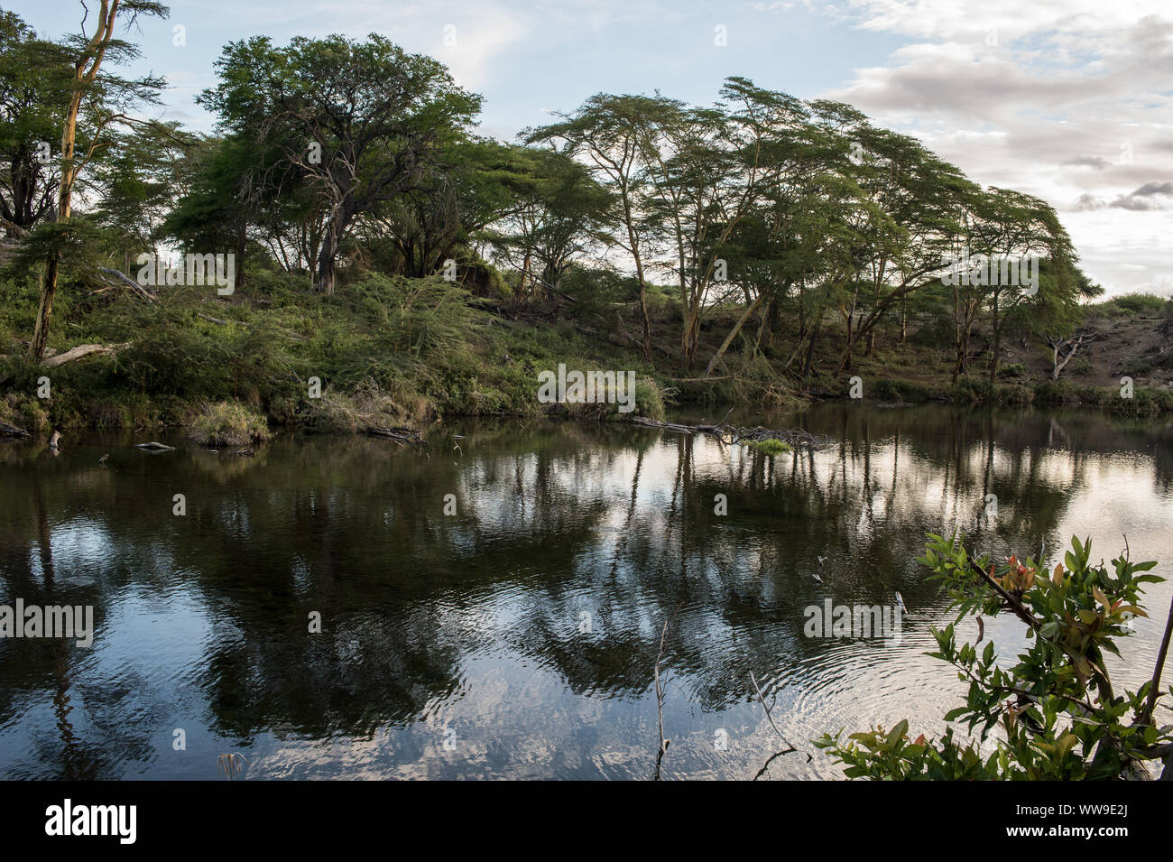Mzima springs hi-res stock photography and images - Alamy
