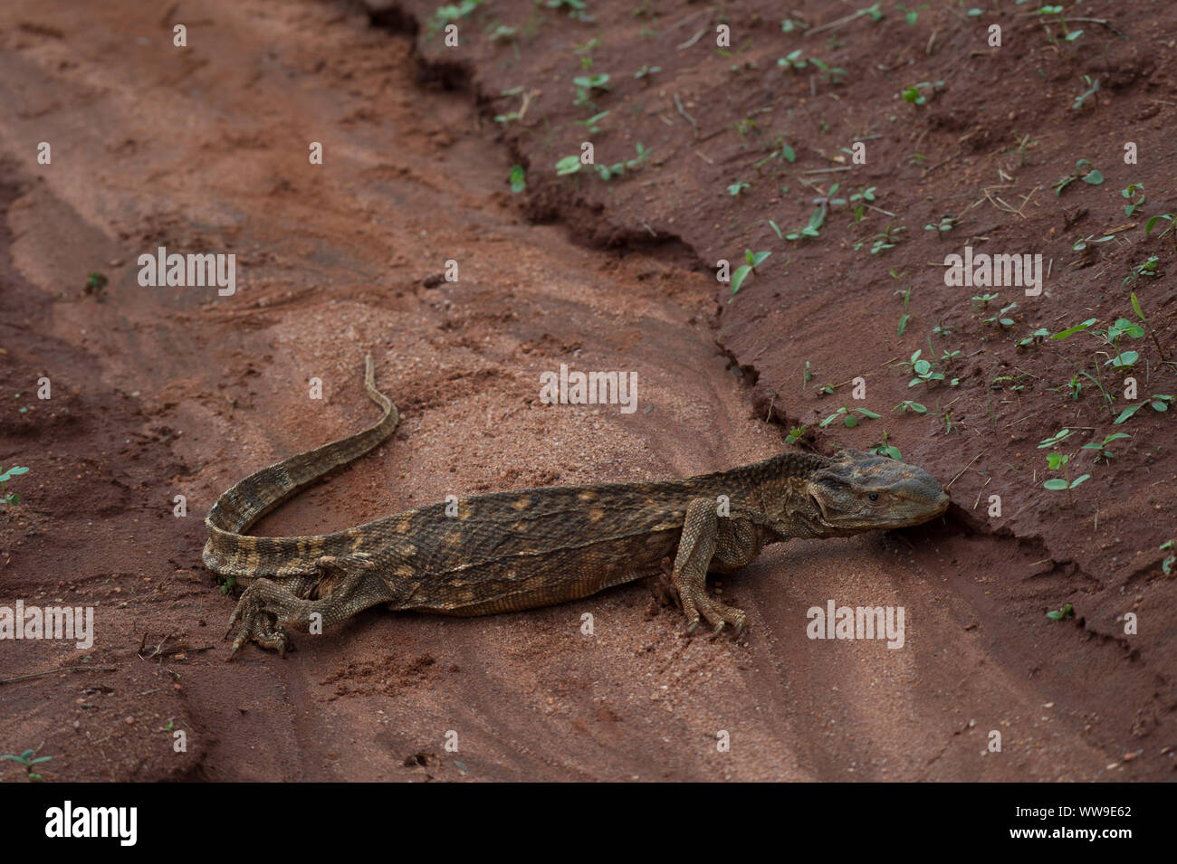 Savannah monitor lizard hi-res stock photography and images - Alamy