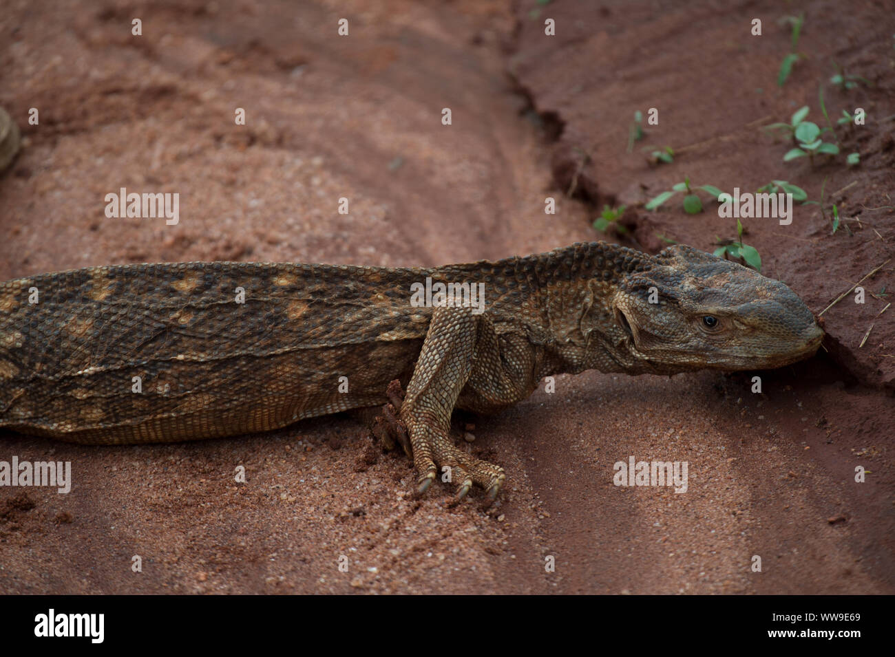 Savannah monitor lizard hi-res stock photography and images - Alamy